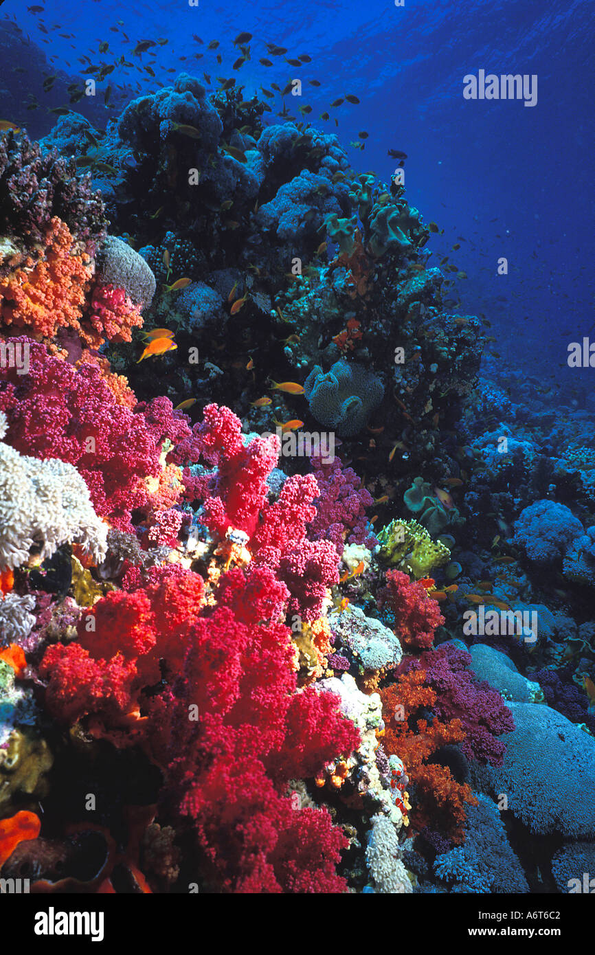 Soft Coral DS UW 0046 Red Sea Egypt Dendronephthya Copyright Douglas ...