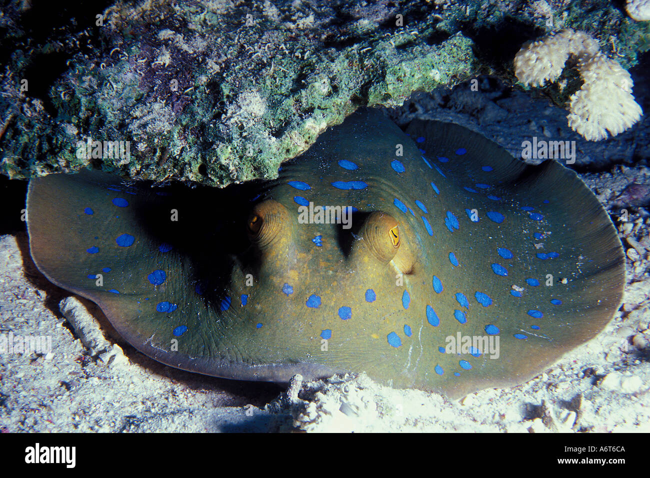 Blue Spotted Stingray DS UW 0053 Red Sea Egypt Taeniura lymma Copyright ...