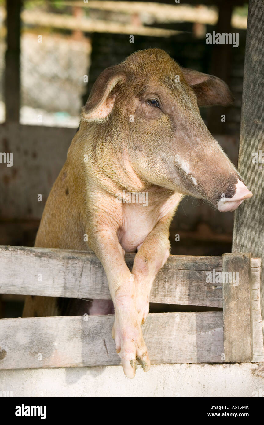A pig leaning on ths ide of its pen on Funafuti, Tuvalu Stock Photo - Alamy