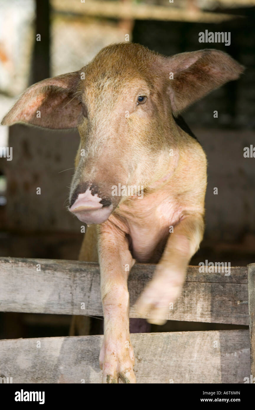 Wooden pig pen hi-res stock photography and images - Alamy