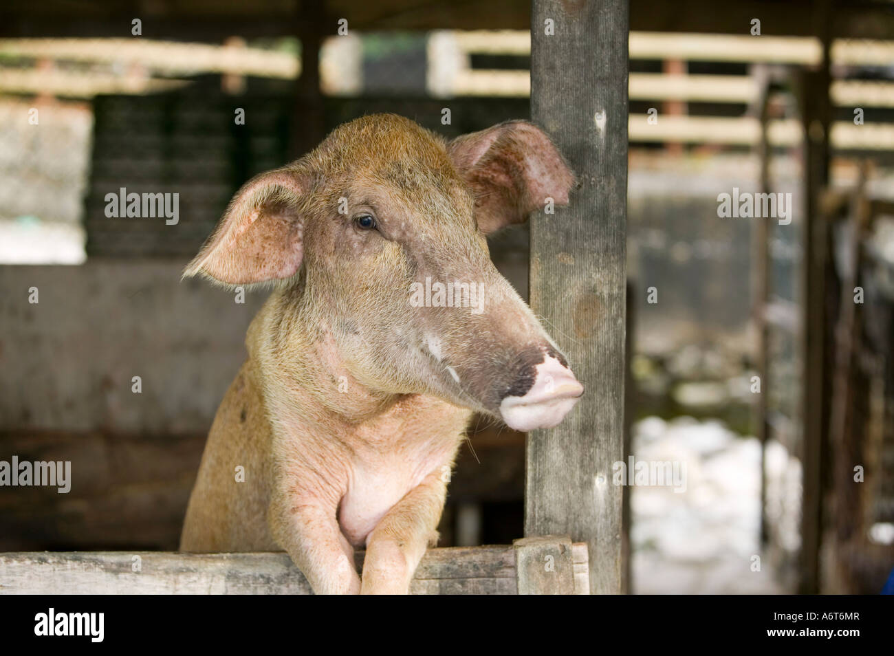 Wooden pig pen hi-res stock photography and images - Alamy