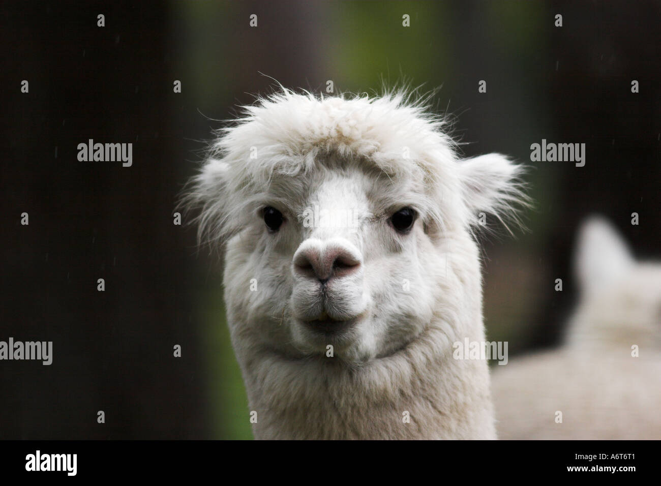 Alcapa head closeup (Lama pacos) Native to South America Stock Photo ...