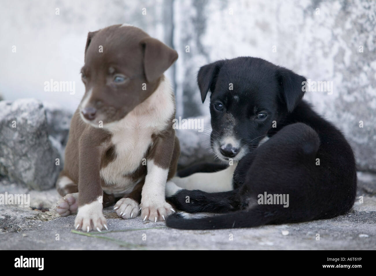 feral puppies on Funafuti, Tuvalu Stock Photo - Alamy