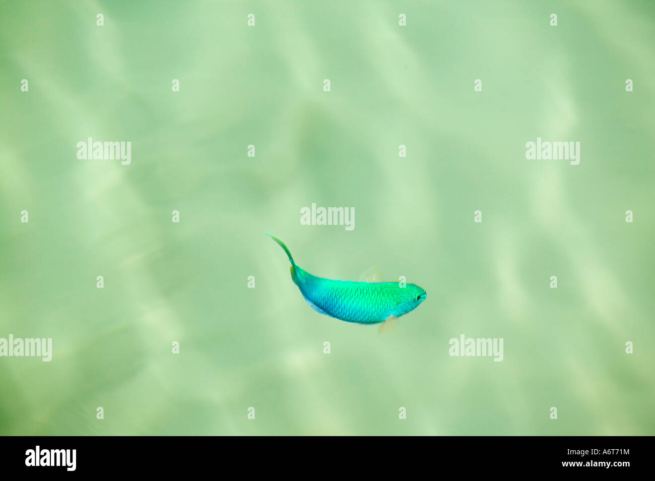 a Tropical fish off funafuti, Tuvalu, pacific Stock Photo - Alamy