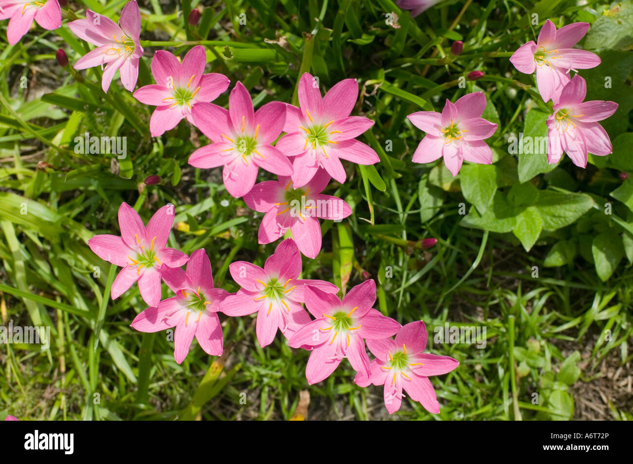 Wild flowers on Funafuti, tuvalu Stock Photo - Alamy