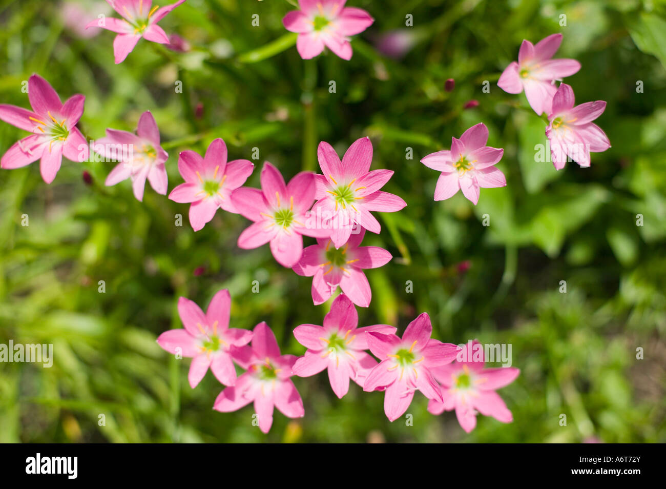 Wild flowers on Funafuti, tuvalu Stock Photo - Alamy