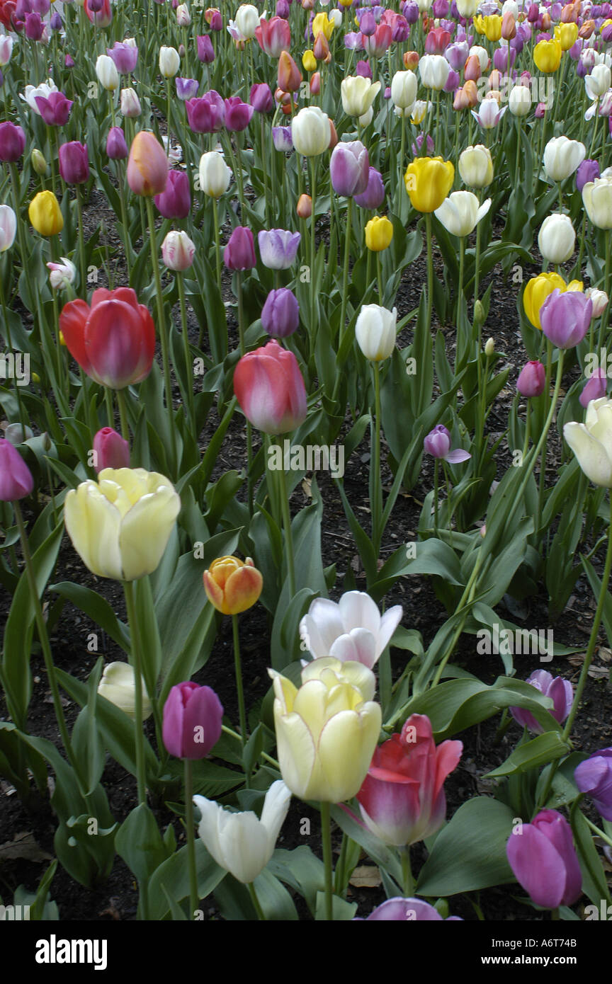 Tulips New Yorkers celebrate the Cherry Blossom spring Cherry Esplanade ...