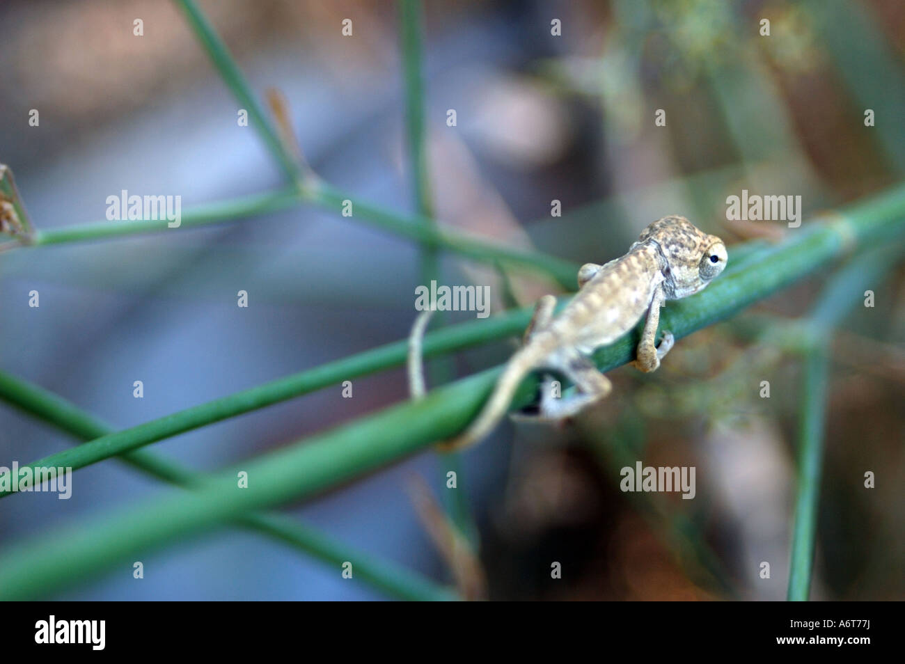 to bask in the sun Stock Photo - Alamy