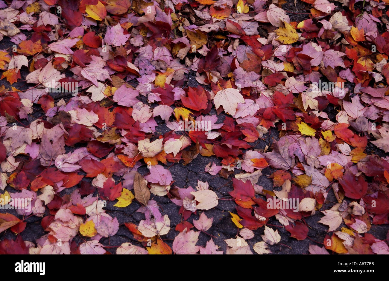 Fall Leaves KS NAT 0061 Yankee Lake Wurtesboro New York Kelly Spranger ...