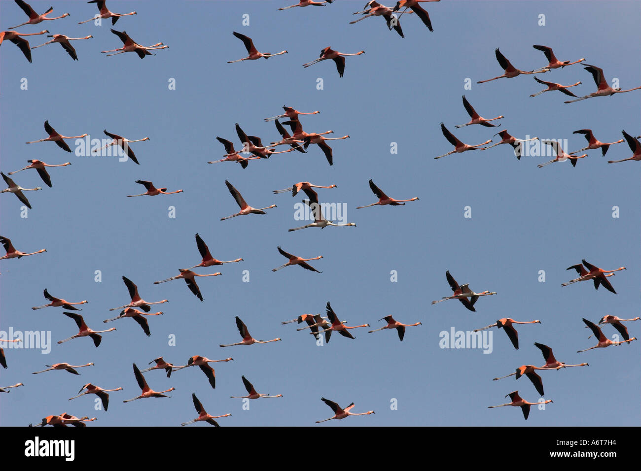 Caribbean or American flamingo flock in flight (Phoenicopterus ruber ...