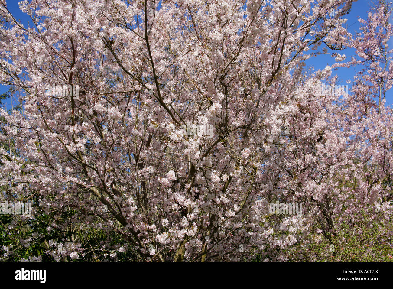 Ornamental cherry tree hi-res stock photography and images - Alamy