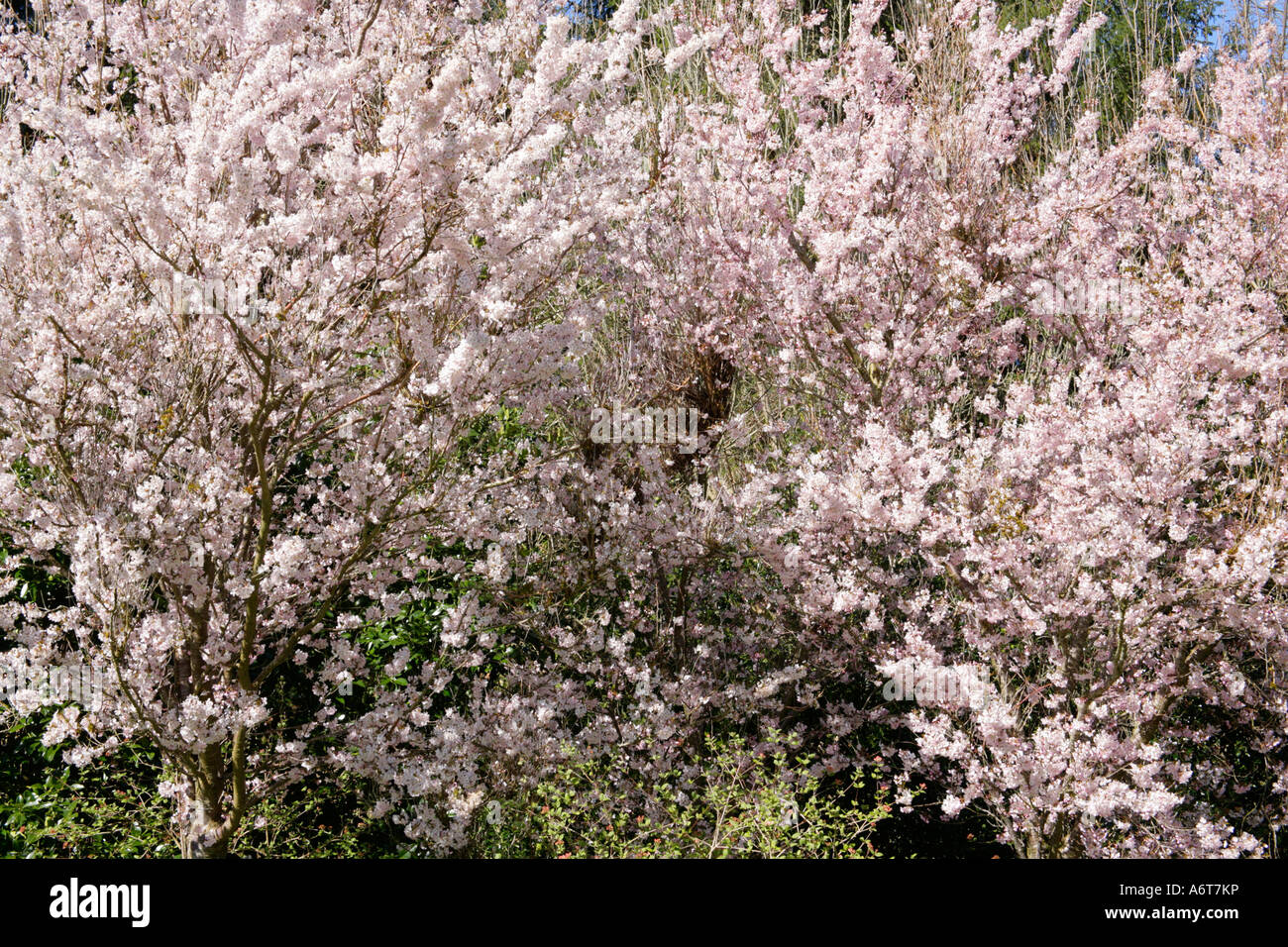 Prunus pandora hi-res stock photography and images - Alamy