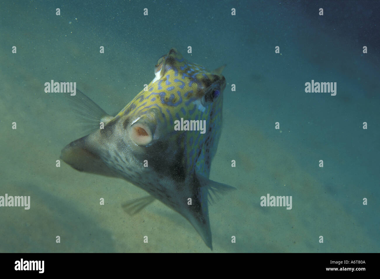 Boxfish KS UW 0004 Red Sea Egypt Ostracion sp Kelly Spranger Visual ...