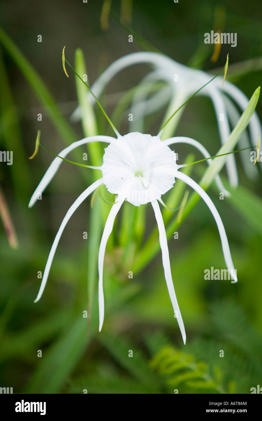 exotic tropical flower on Fiji Stock Photo - Alamy