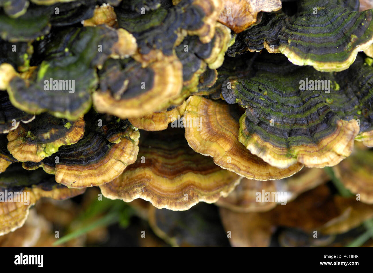 fungus mushroom nature natural detail close up pattern Stock Photo - Alamy