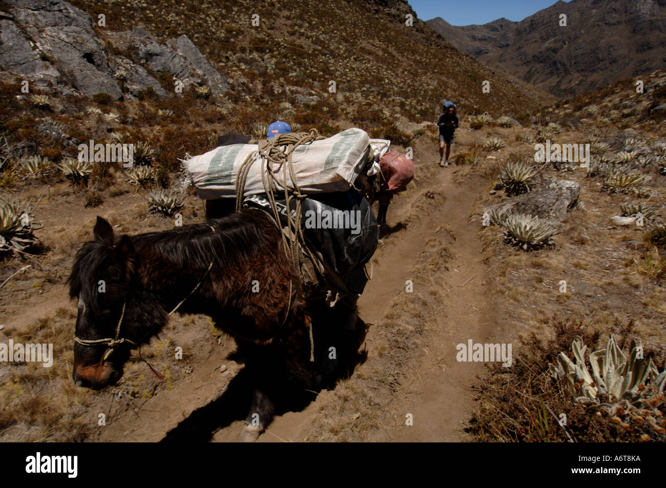 trecking in National Park Merida state The Andes Venezuela South ...