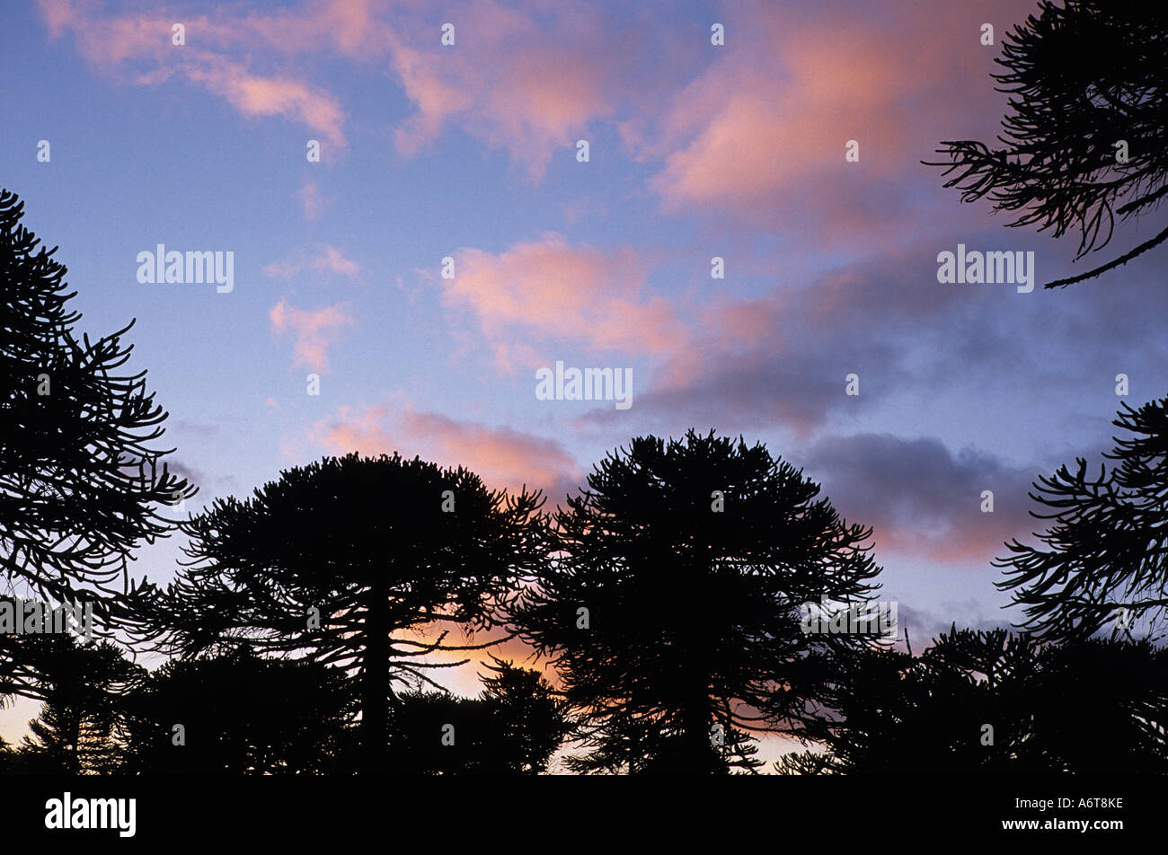 Silhouetted Araucari trees Monkey Puzzle with sunset behind in ...