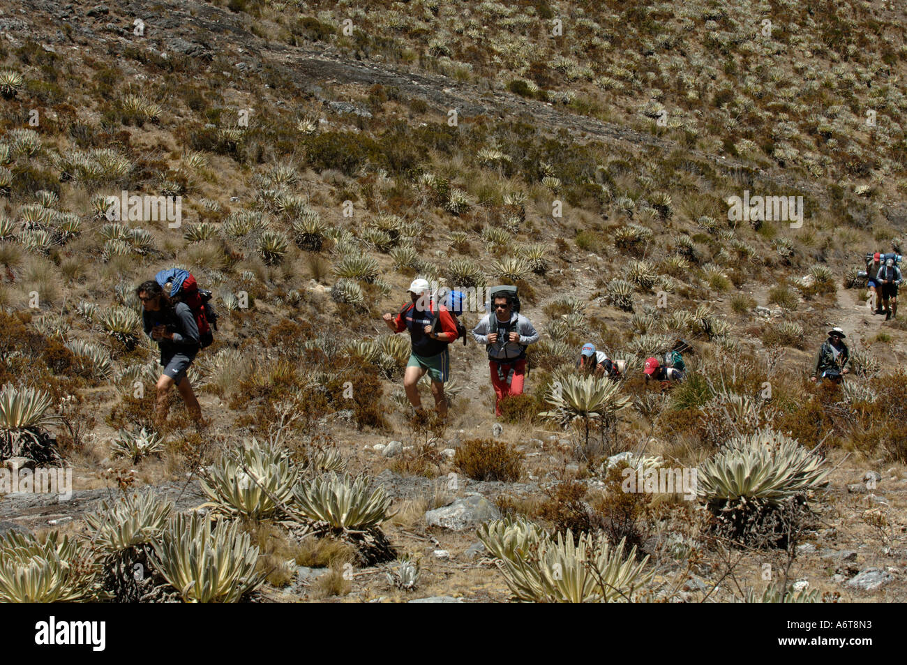 hiking in National Park Merida state The Andes Venezuela South America ...
