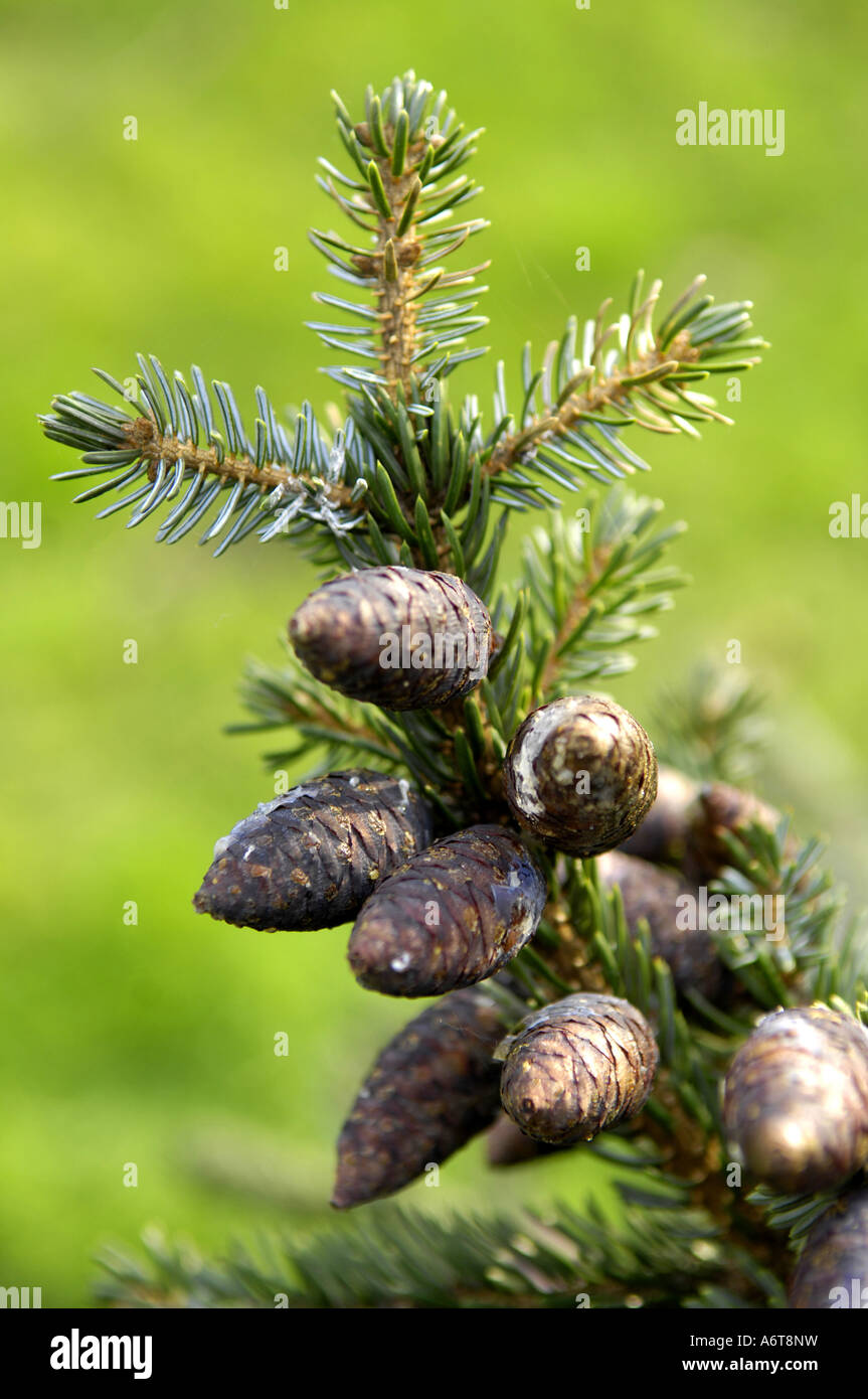 pine cones plant tree nature green top of the tree Stock Photo - Alamy