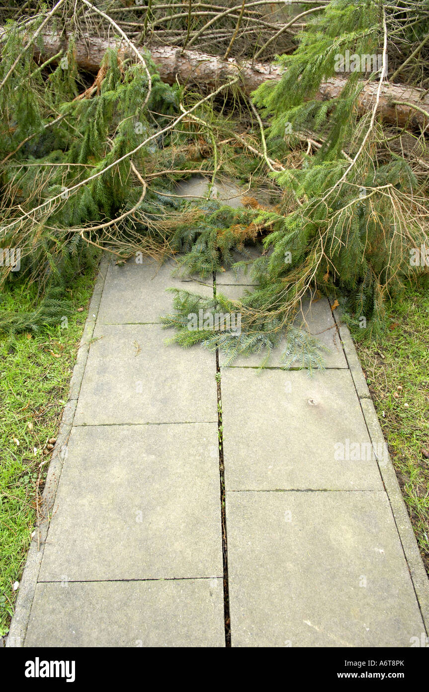 fallen pine tree path storm damage barrier obstcale concept negative ...