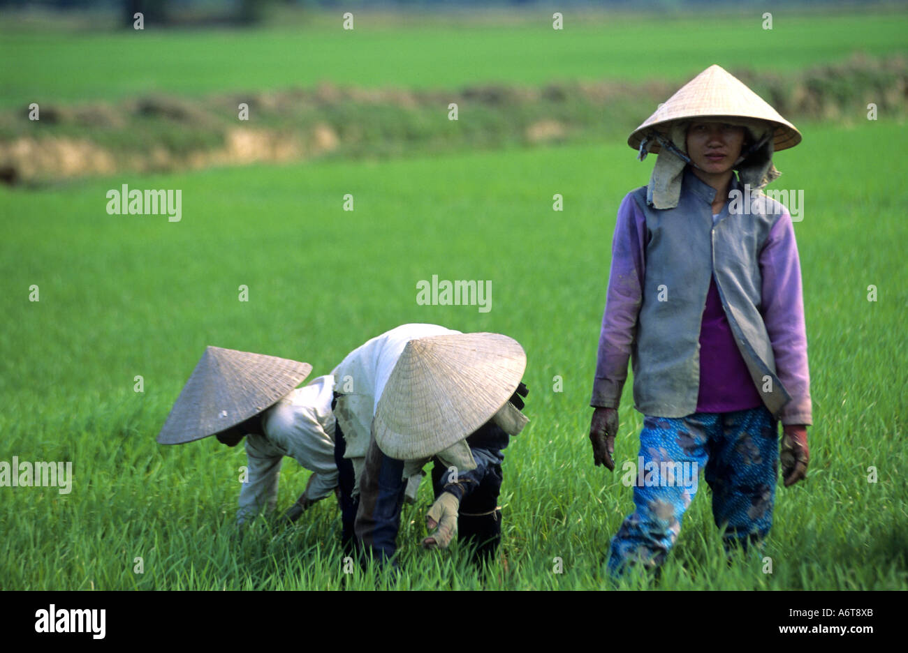 Rice field Mekong delta Vietnam Stock Photo - Alamy