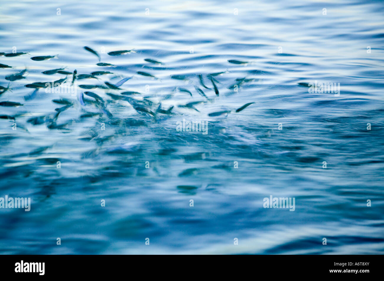 Fish leaping out of the sea to escape predation by attacking fish ...