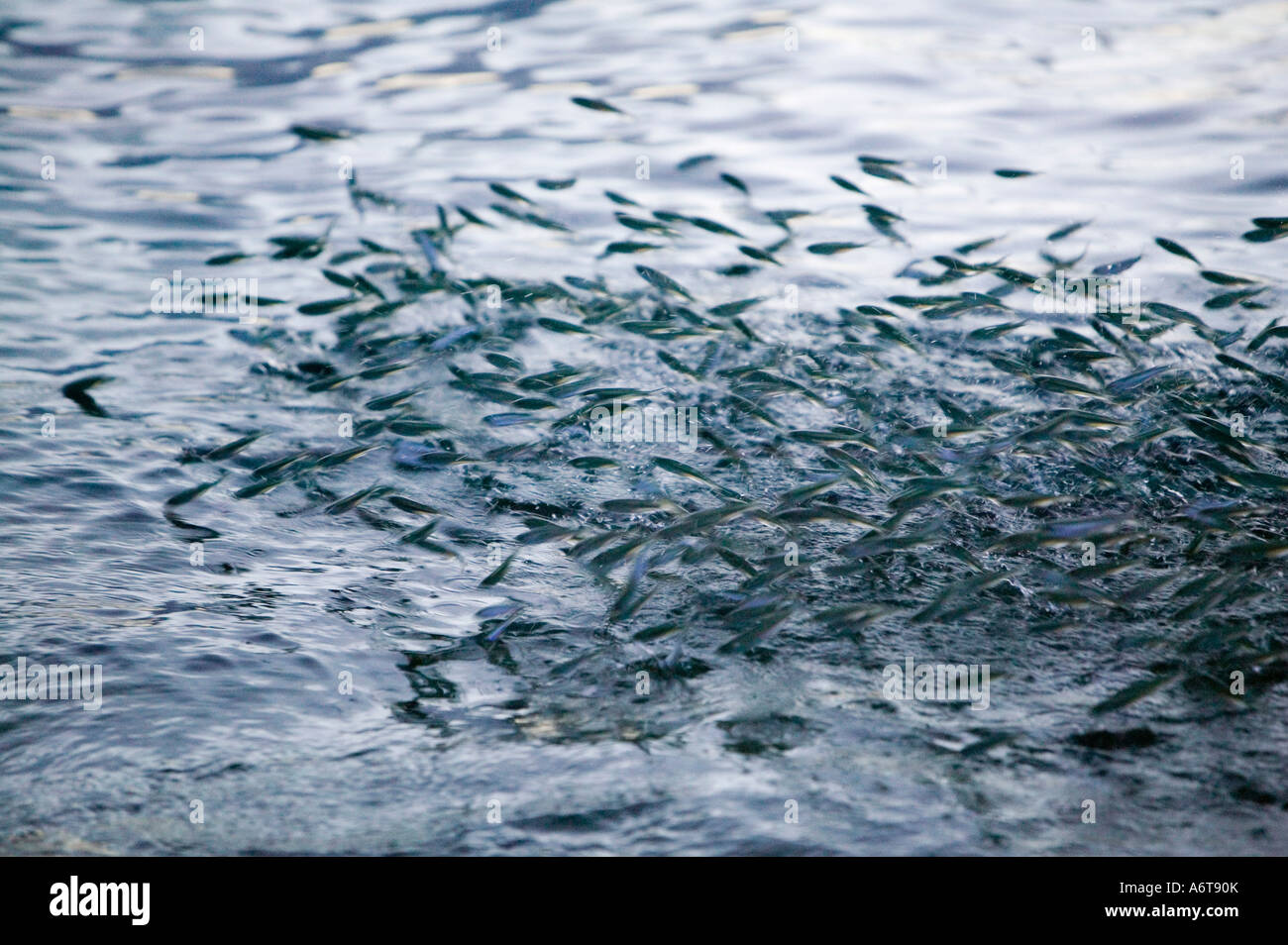 Fish leaping out of the water to escape predation by larger fish off ...