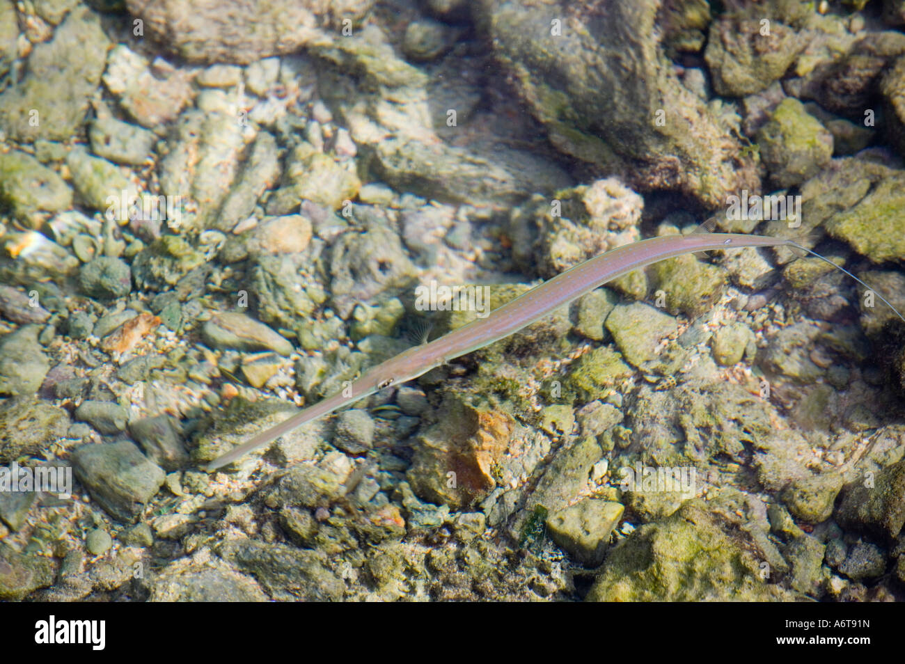 Pipe fish off funafuti, tuvalu Stock Photo - Alamy