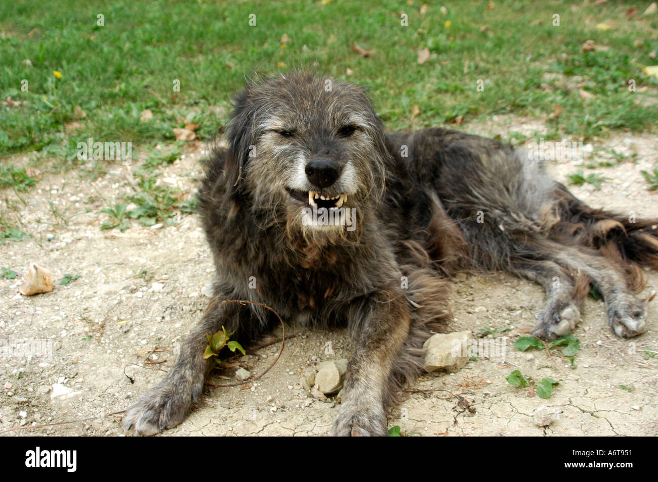 Irish wolfhound angry hi-res stock photography and images - Alamy