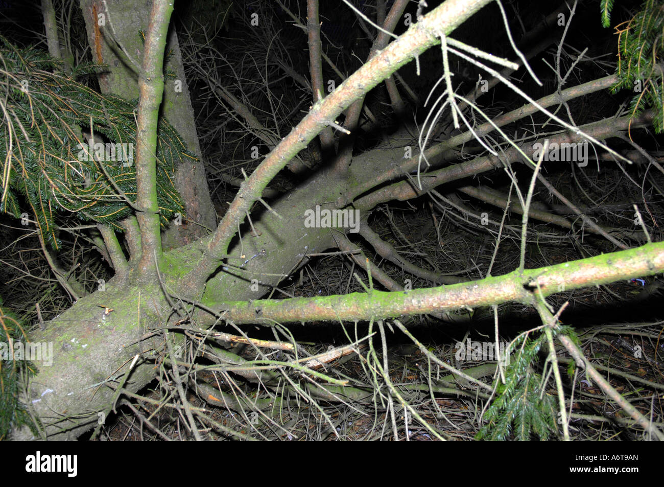 fallen pine tree storm damage night dark darkness natural nature ...