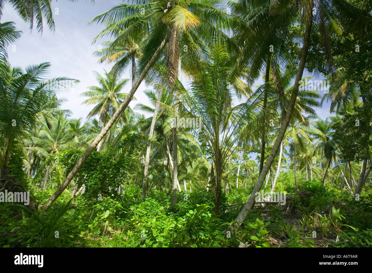 Tropical vegetation on the uninhabited Tepuka island off Funafuti ...