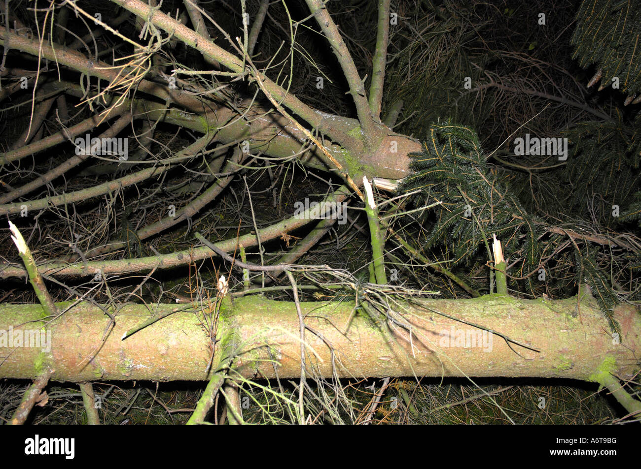 fallen pine tree storm damage night dark darkness natural nature ...