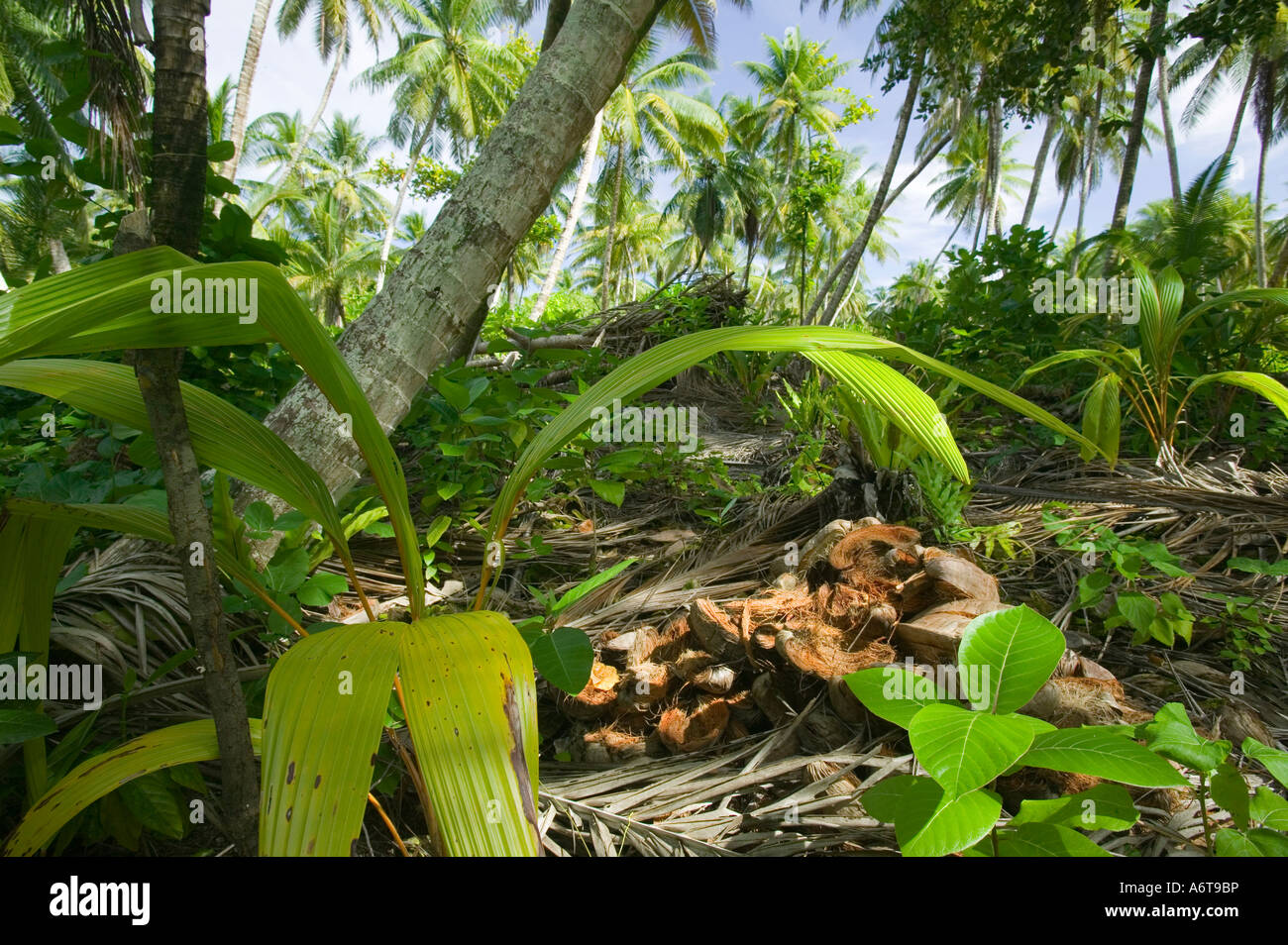 Tropical vegetation on the uninhabited Tepuka island off Funafuti ...