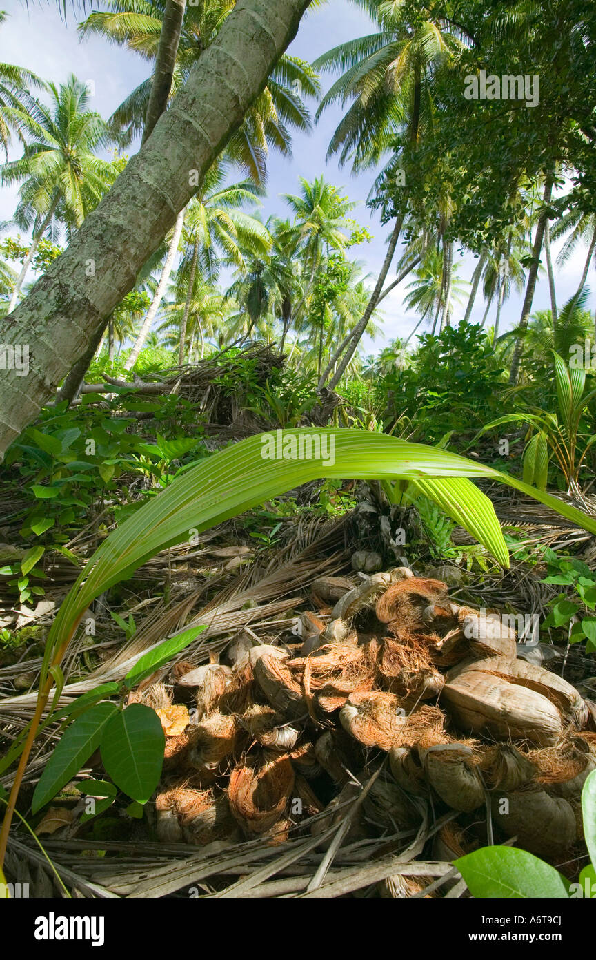 Tropical vegetation on the uninhabited Tepuka island off Funafuti ...