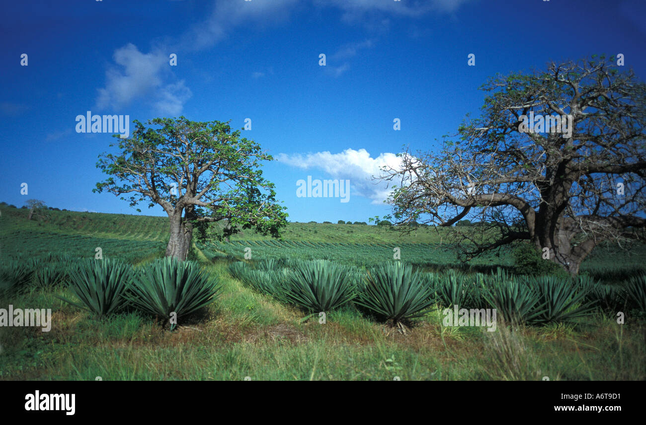 Sisal agave sisalana plantation hi-res stock photography and images - Alamy