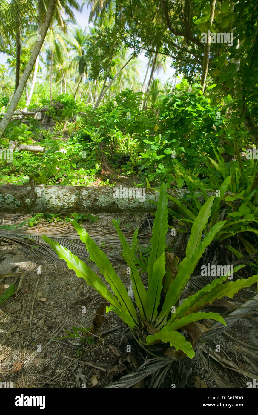 Tropical vegetation on the uninhabited Tepuka island off Funafuti ...
