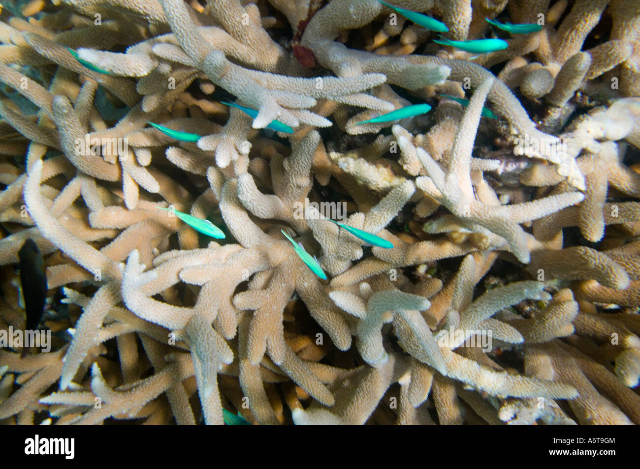 Tropical fish on a reef off Funafuti, tuvalu Stock Photo - Alamy