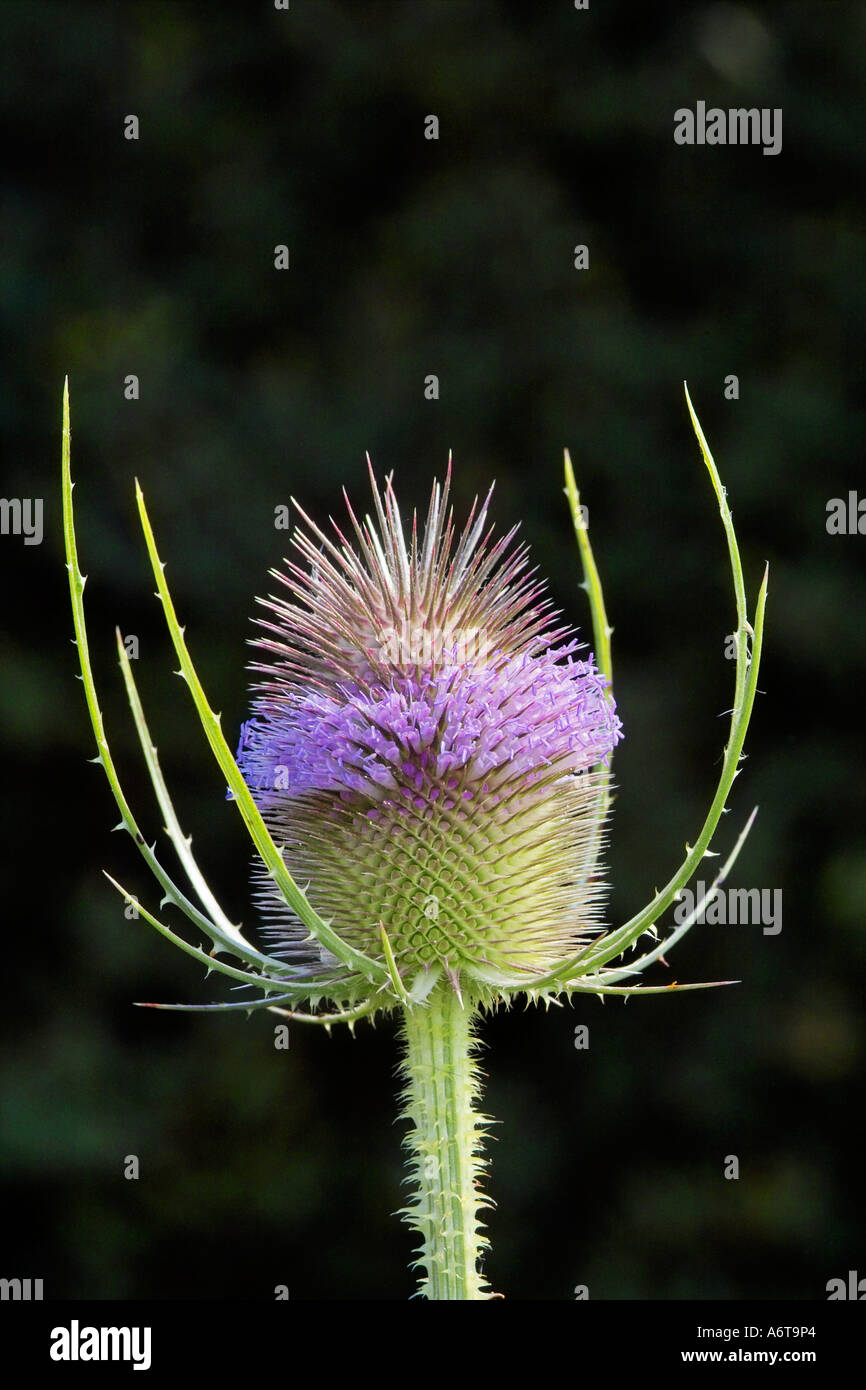 Dipsacaceae hi-res stock photography and images - Alamy