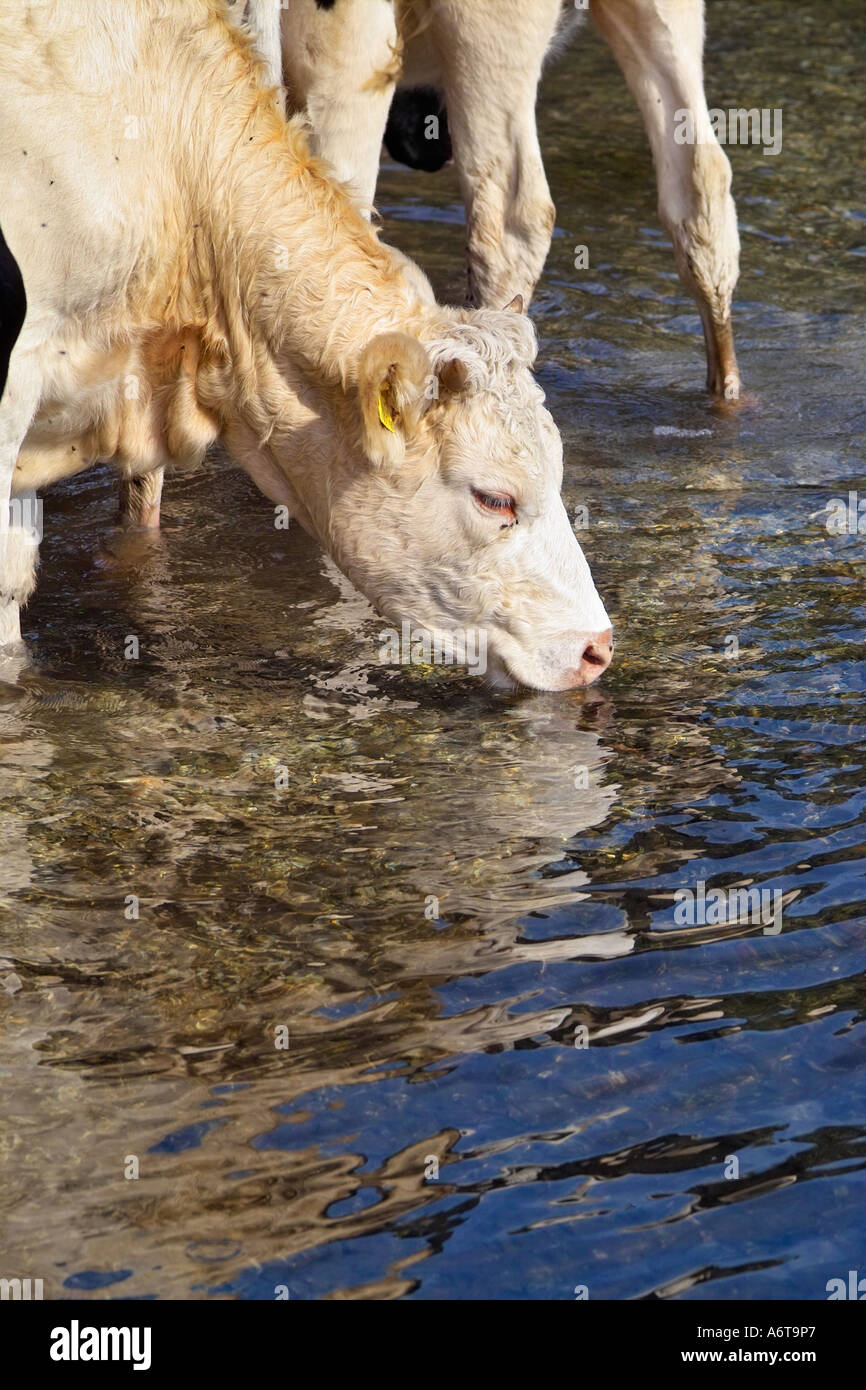 Cows drinking water in river hi-res stock photography and images - Alamy