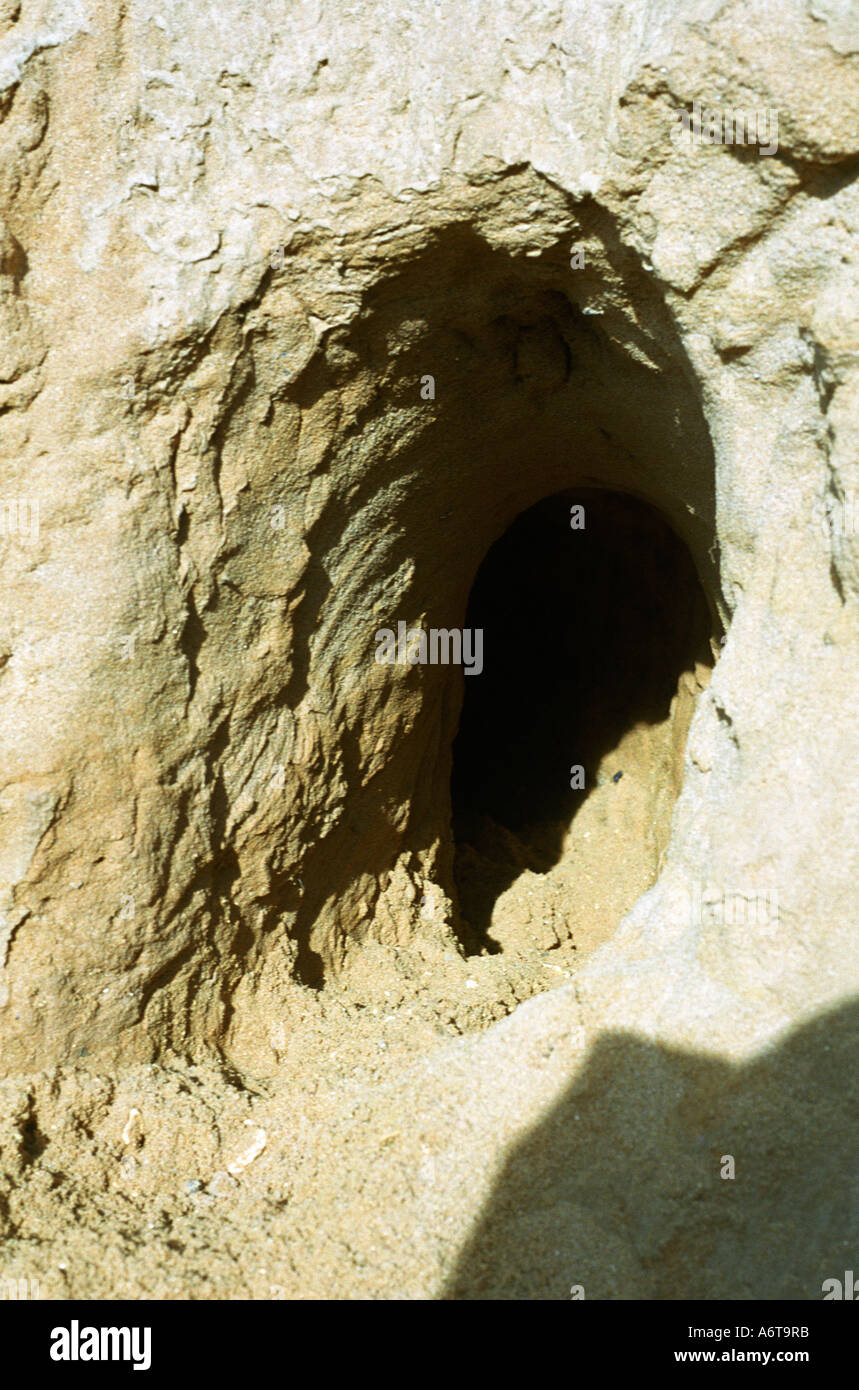 Opening to badger den in sand cliff in Essex England Stock Photo - Alamy