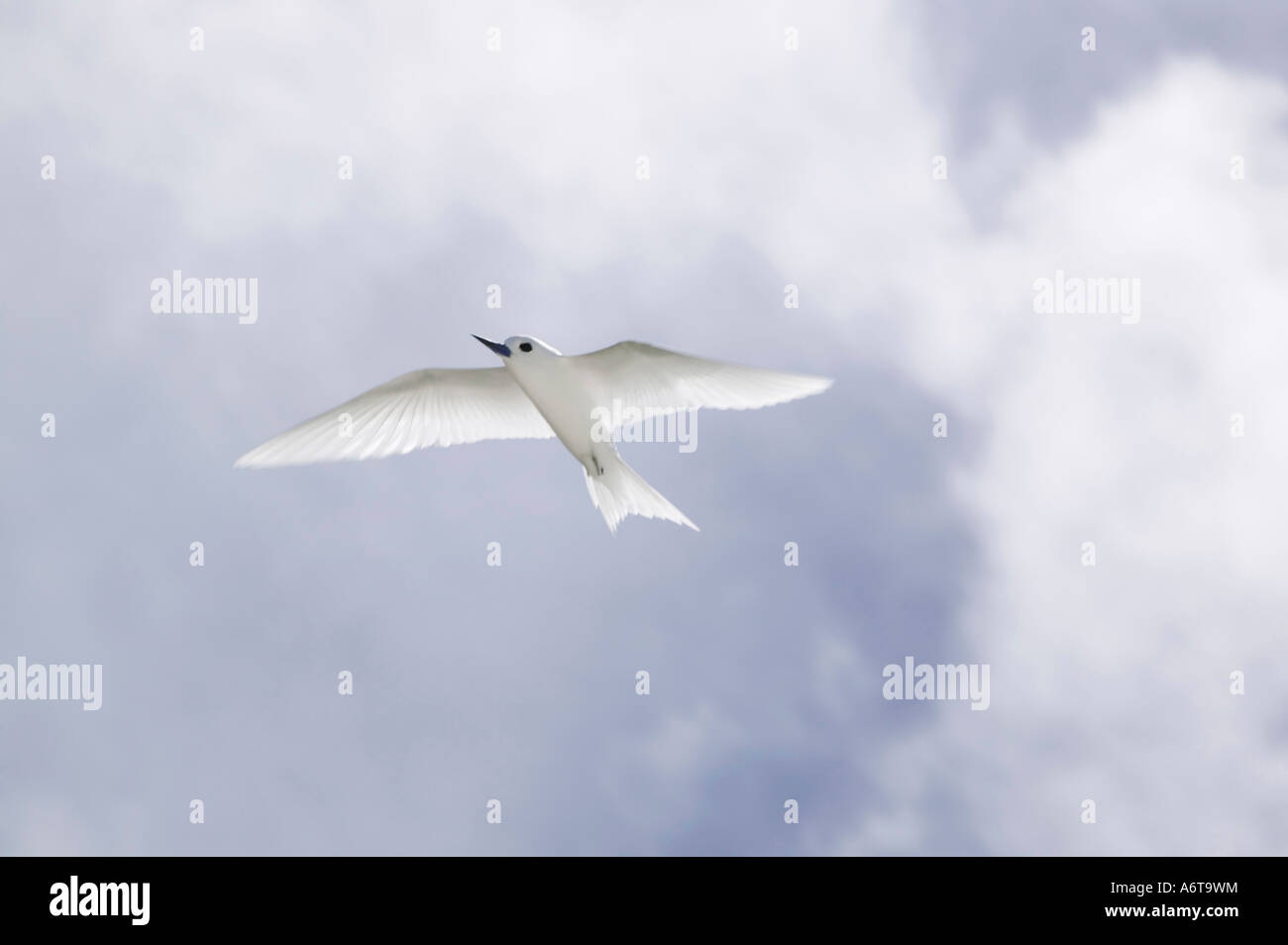 White tern polynesia hi-res stock photography and images - Alamy