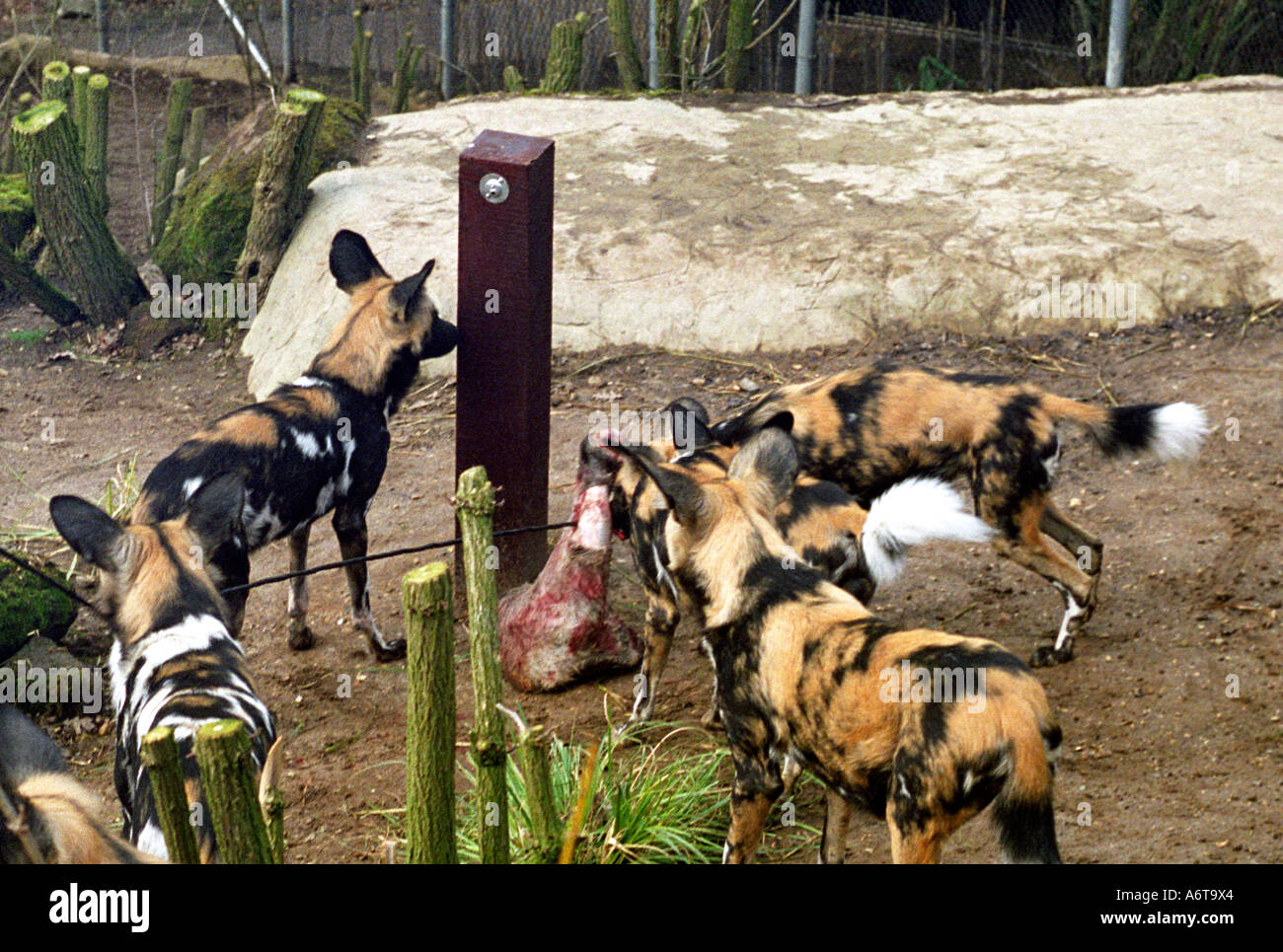 A pack of African wild dogs feeding on meat at a zoo in England Stock ...