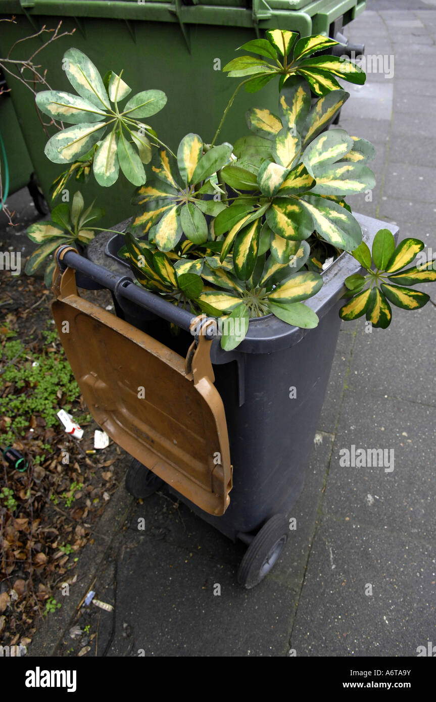 plant german germany dustbin waste organic nature natural consumerism ...
