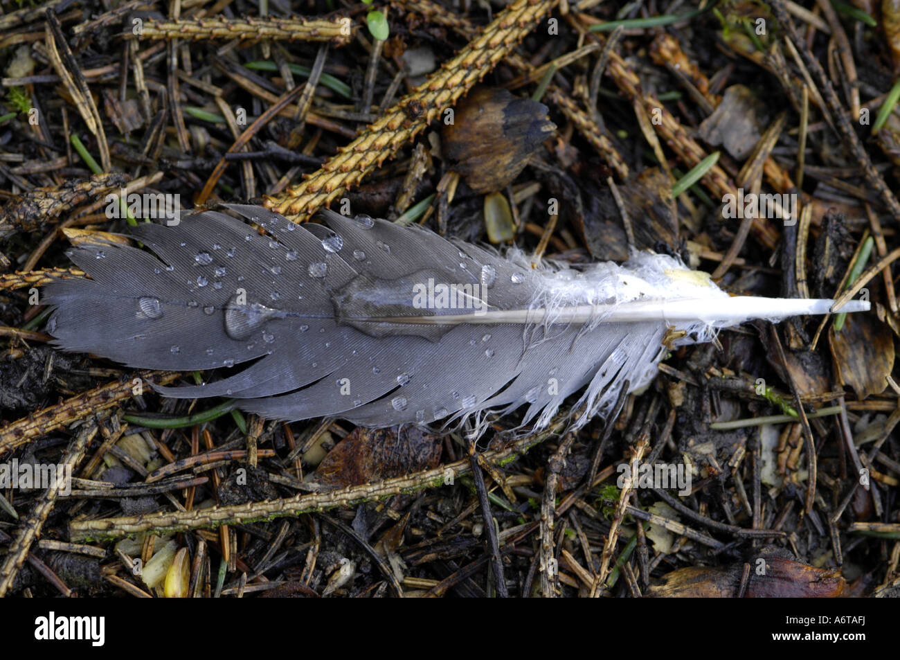 bird feather pigeon ground autumn colour color water wet liquid ...