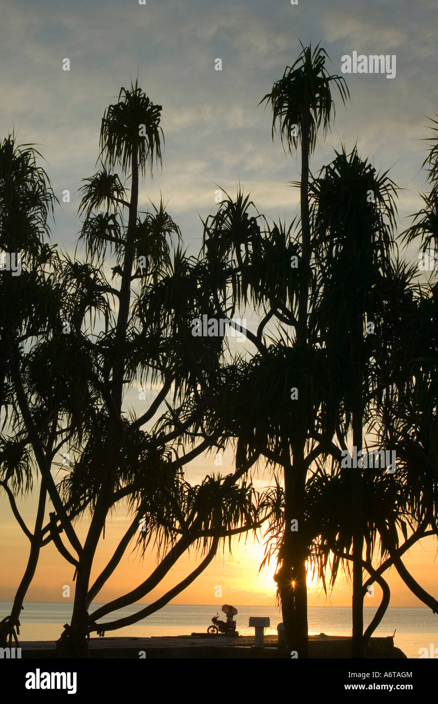 Palm tree at sunset on funafuti, tuvalu Stock Photo - Alamy