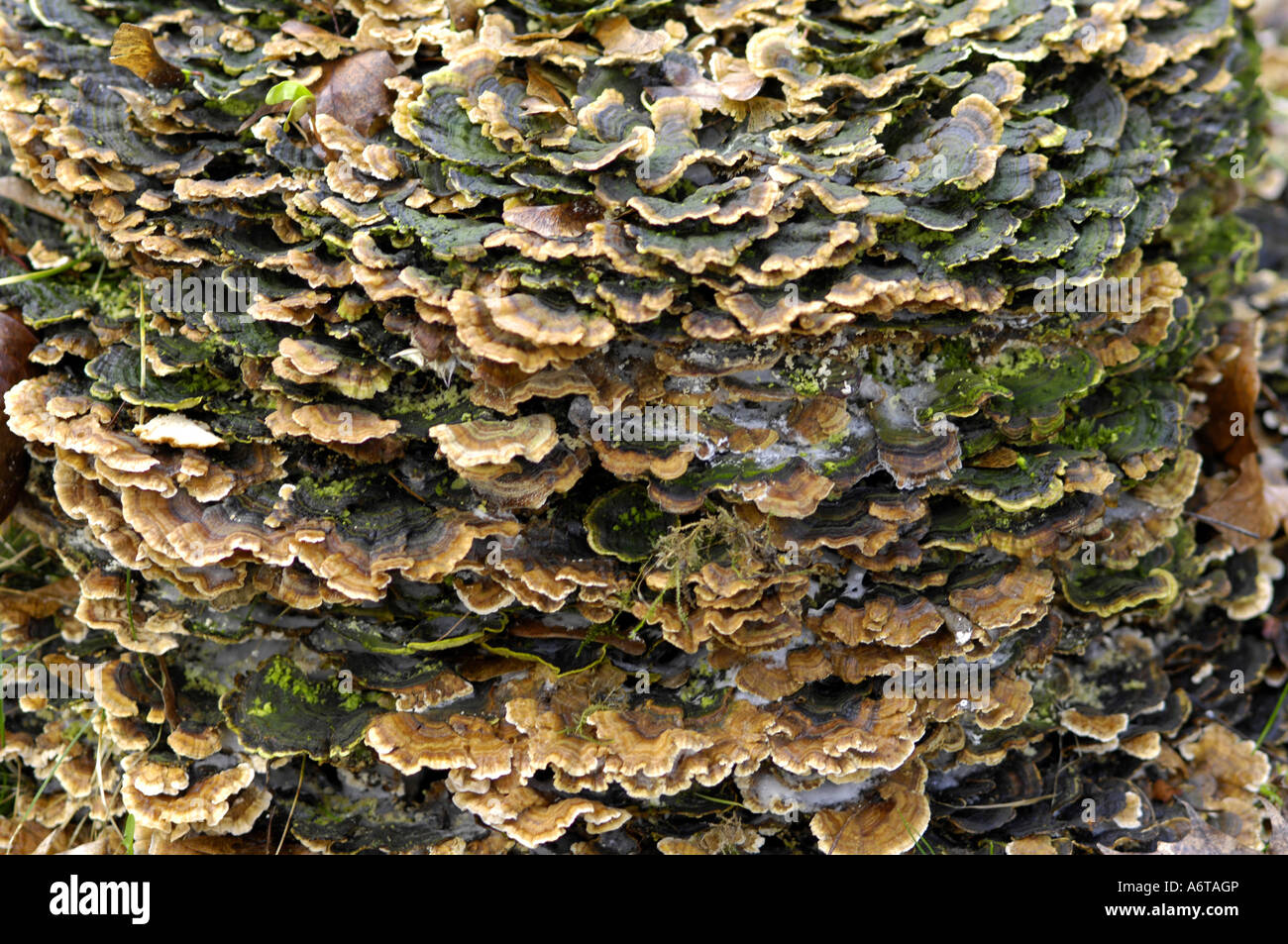 fungus fungi tree plant organic detail close up macro horizontal colour ...