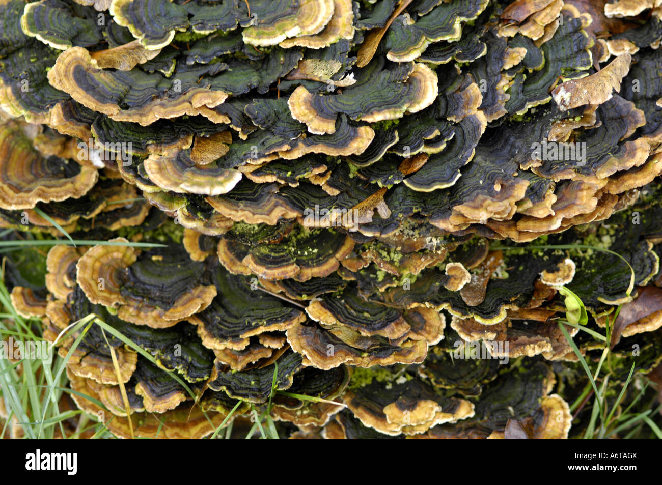 fungus fungi tree plant organic detail close up macro horizontal colour ...