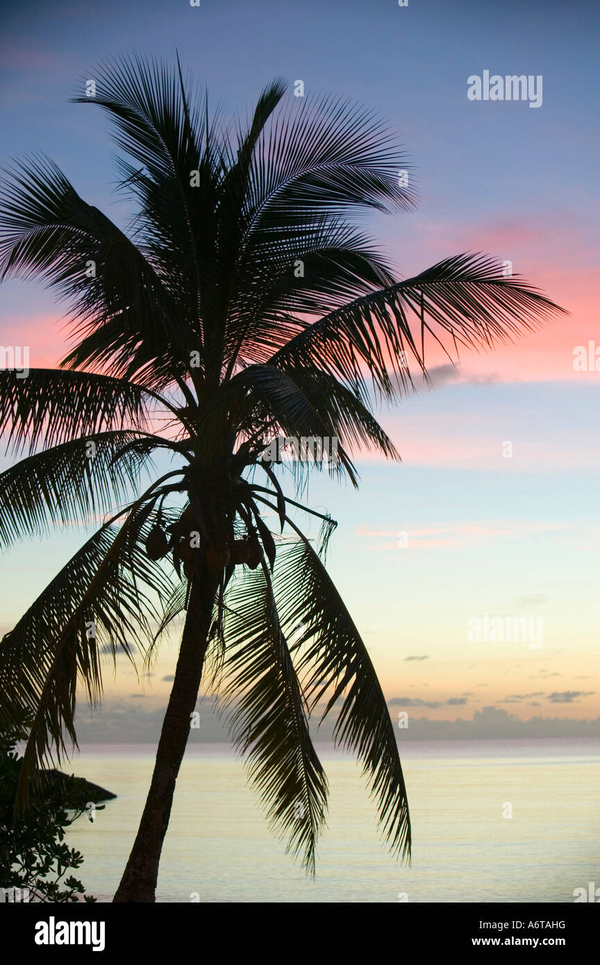 Palm tree at sunset on funafuti, tuvalu Stock Photo - Alamy