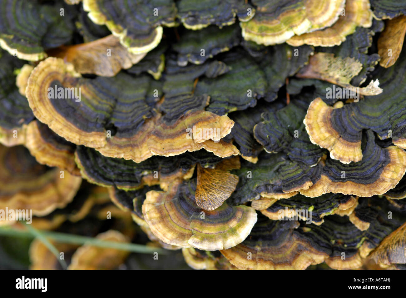 fungus fungi tree plant organic detail close up macro horizontal colour ...