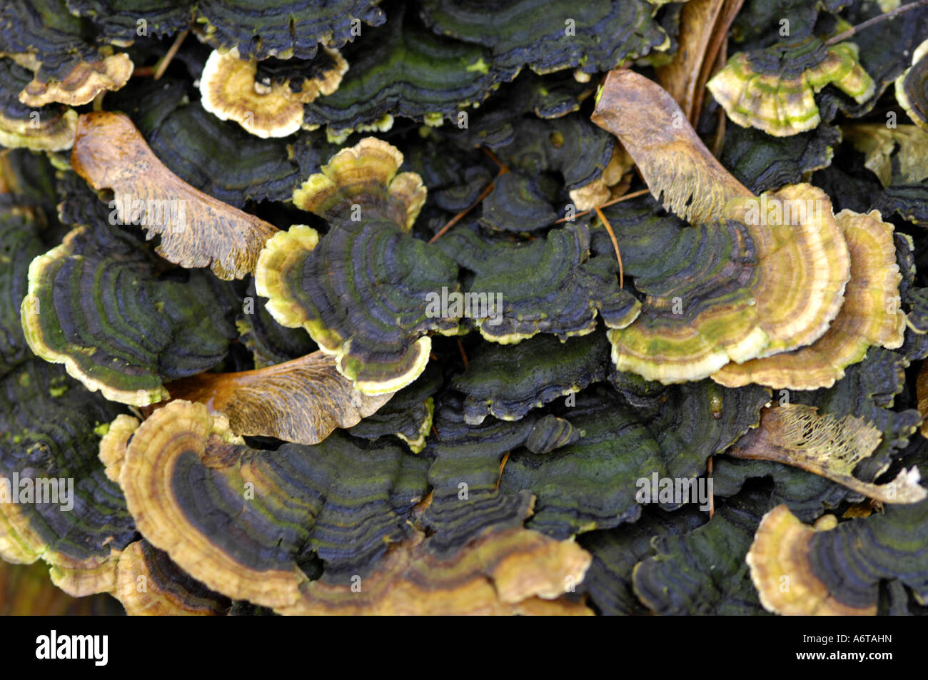 fungus fungi tree plant organic detail close up macro horizontal colour ...